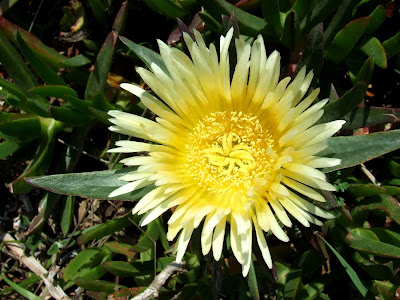 Cef Jardinagem de Tramagal: Projecto: plantação de chorões