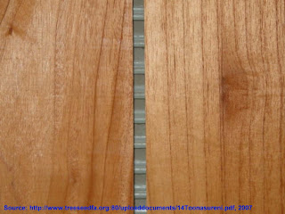 Digital Species: Toona sureni (ឆាំឆា រឺ ខ្លឹមចន្ទន៍ )