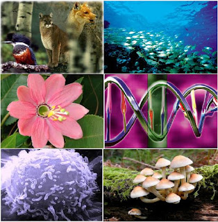 Biologia No Vestibular: Introdução à Biologia