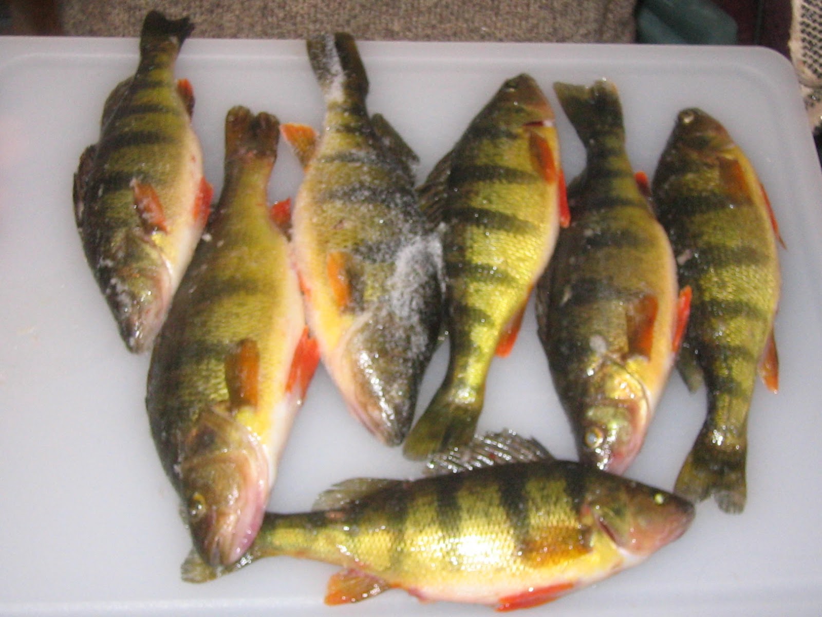 Apthorpes Fishing & Hunting Adventures: 2011 starts with snow and big ...