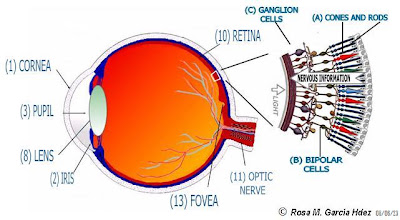 Exploring the world of vision: A little bit of basic ocular anatomy ...