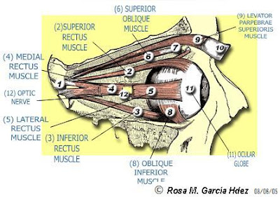 Exploring the world of vision: A little bit of basic ocular anatomy ...