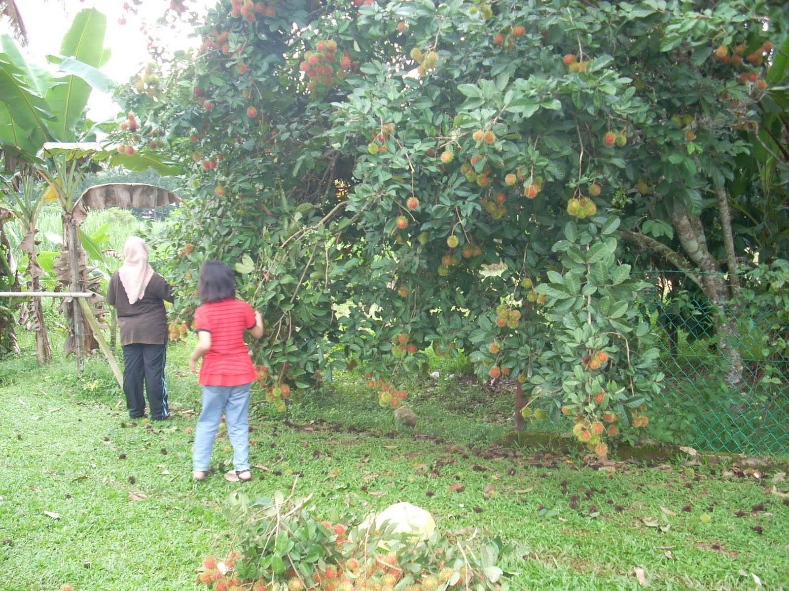 Kebun Buah Buahan - Perumperindo.co.id