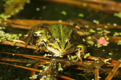 Drinking Tea & Crafting Spiritual Story: When Were You Born? The Frog ...