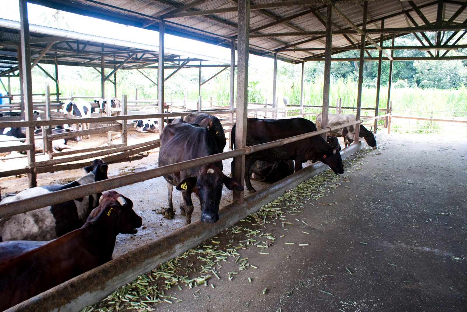 Lightning Vacation Part III (Moo farm)