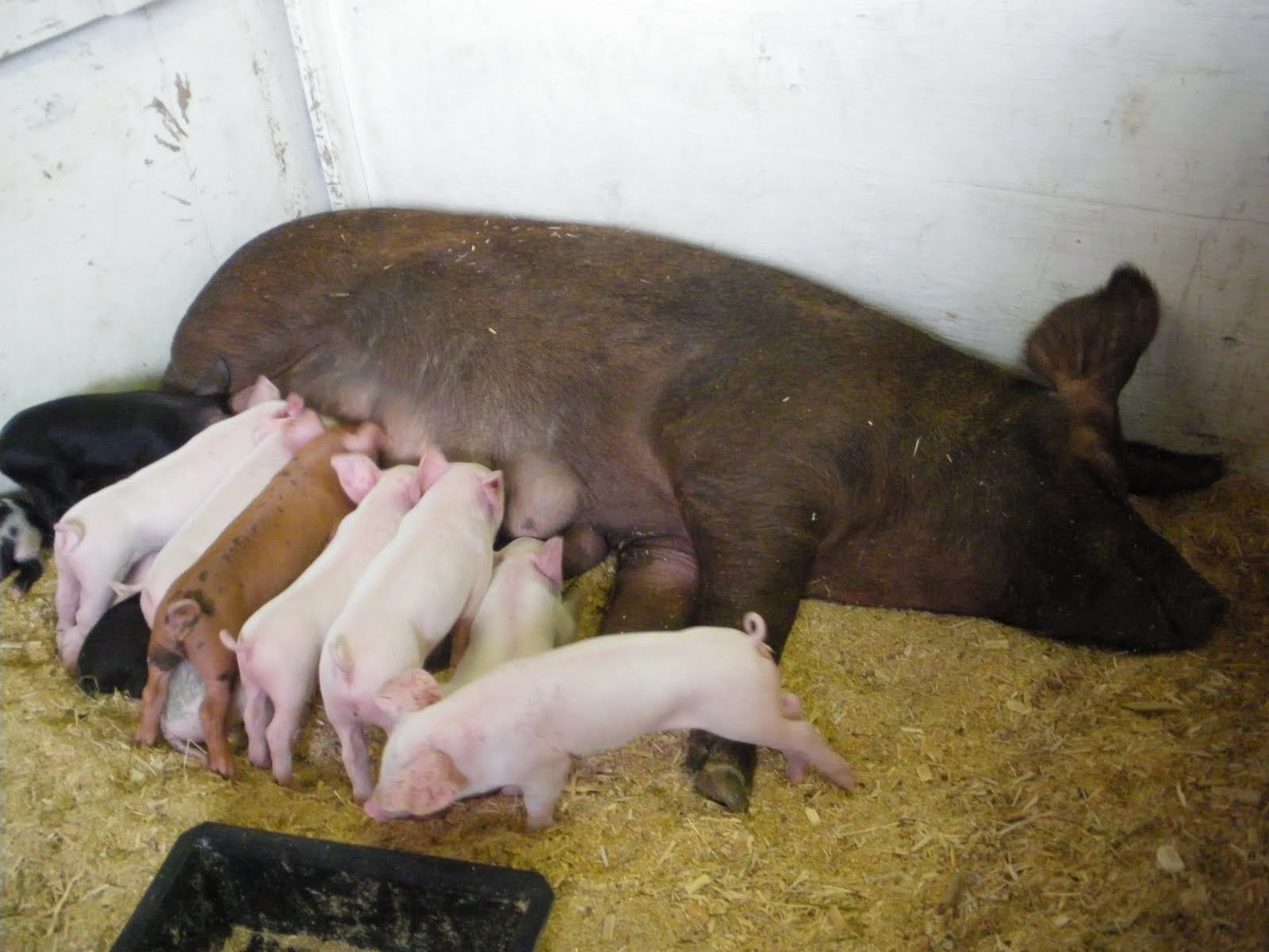 Rauhala Ramblers: Interior Provincial Exhibition (IPE)-Armstrong