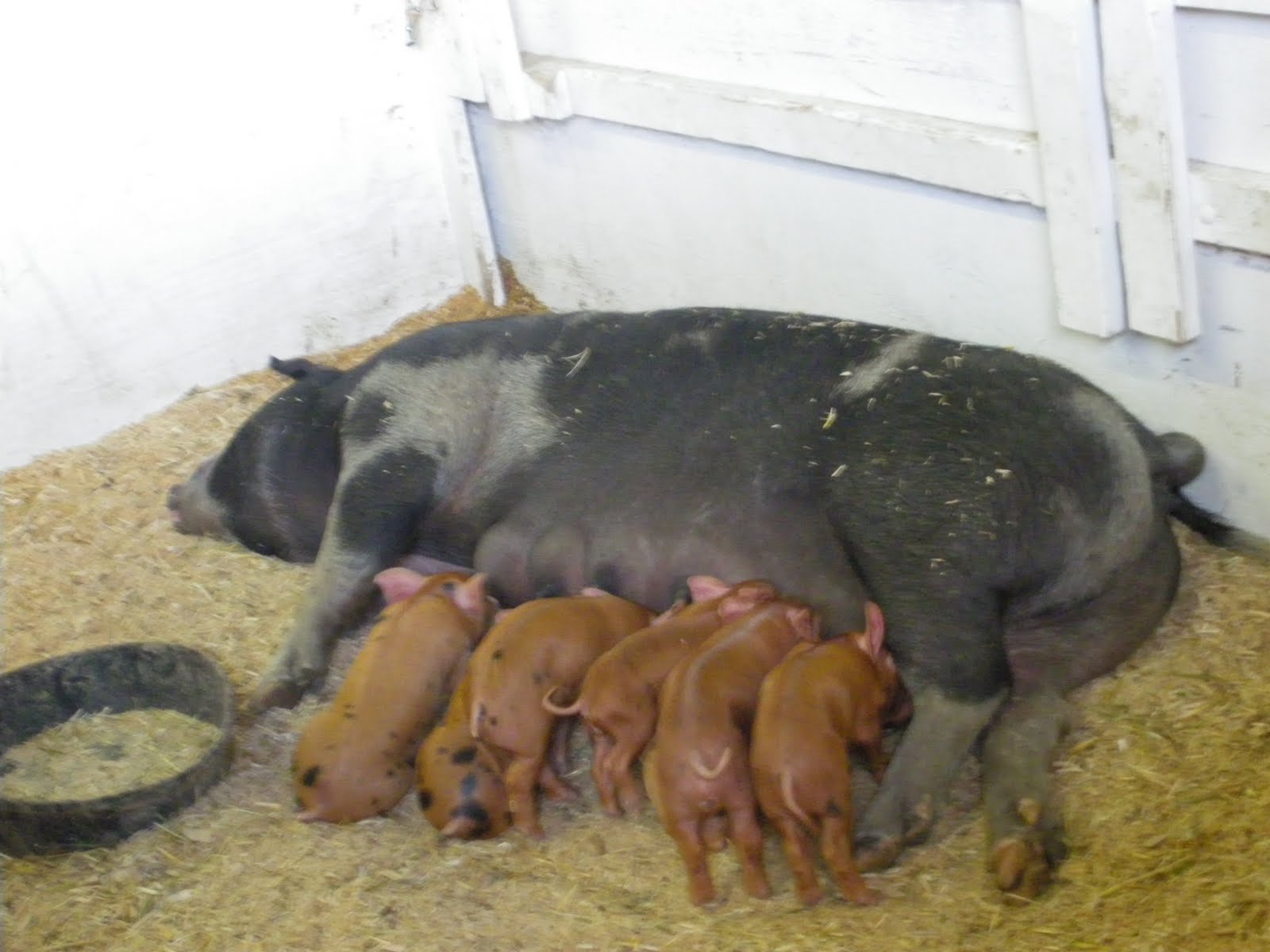 Rauhala Ramblers: Interior Provincial Exhibition (IPE)-Armstrong