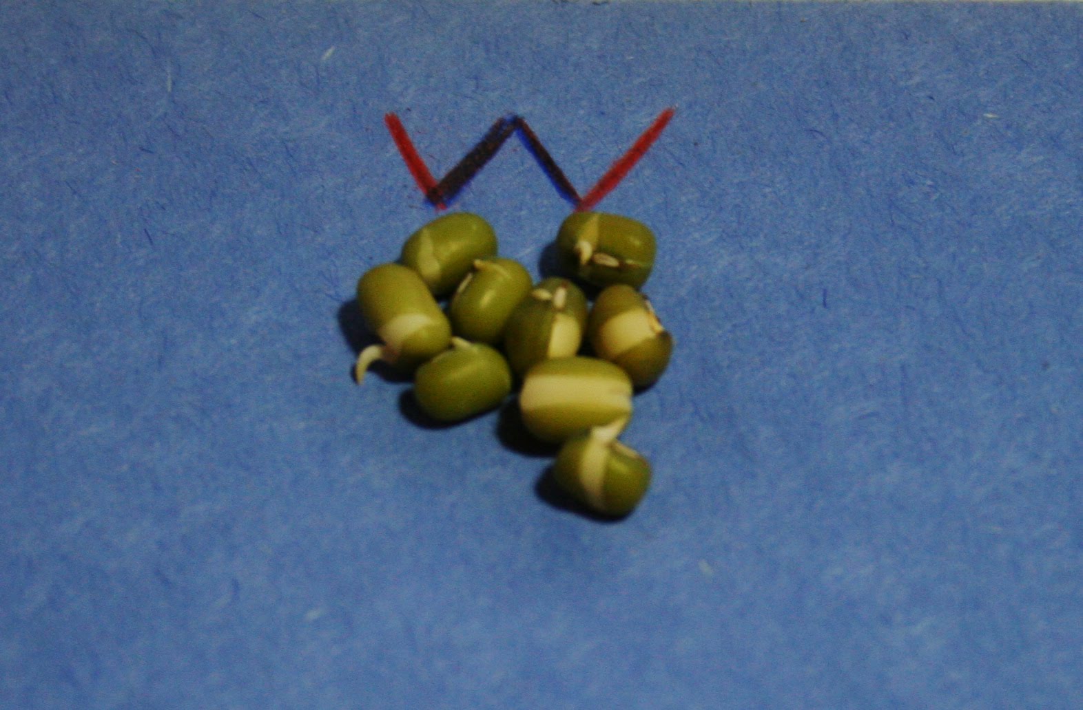 You know how we're an art family...: sprouting beans for the science fair