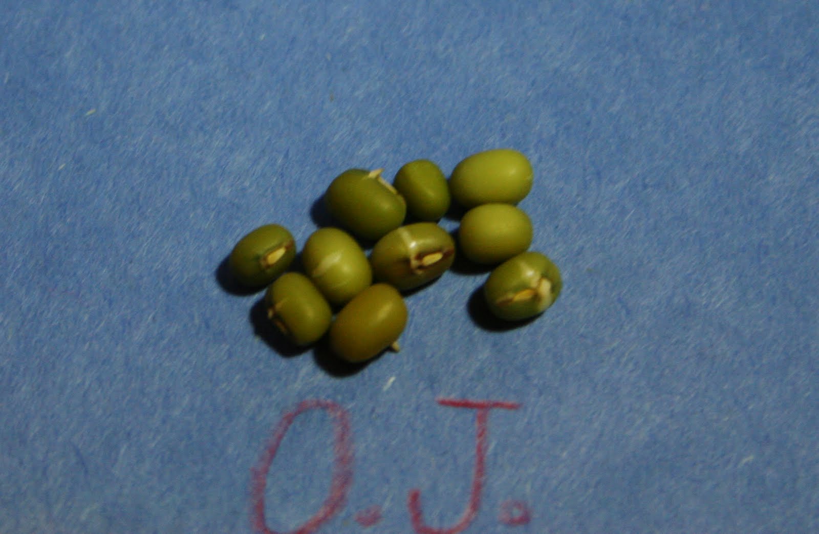 You know how we're an art family...: sprouting beans for the science fair