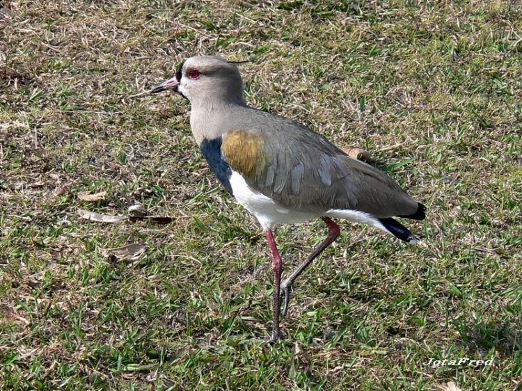 OLHAR ACREANO: Tetéu