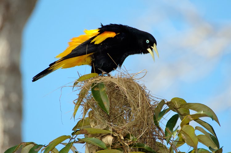 OLHAR ACREANO: Japiim