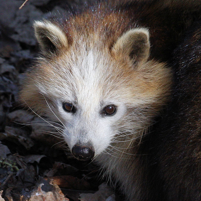 Thoughts and things: A special raccoon