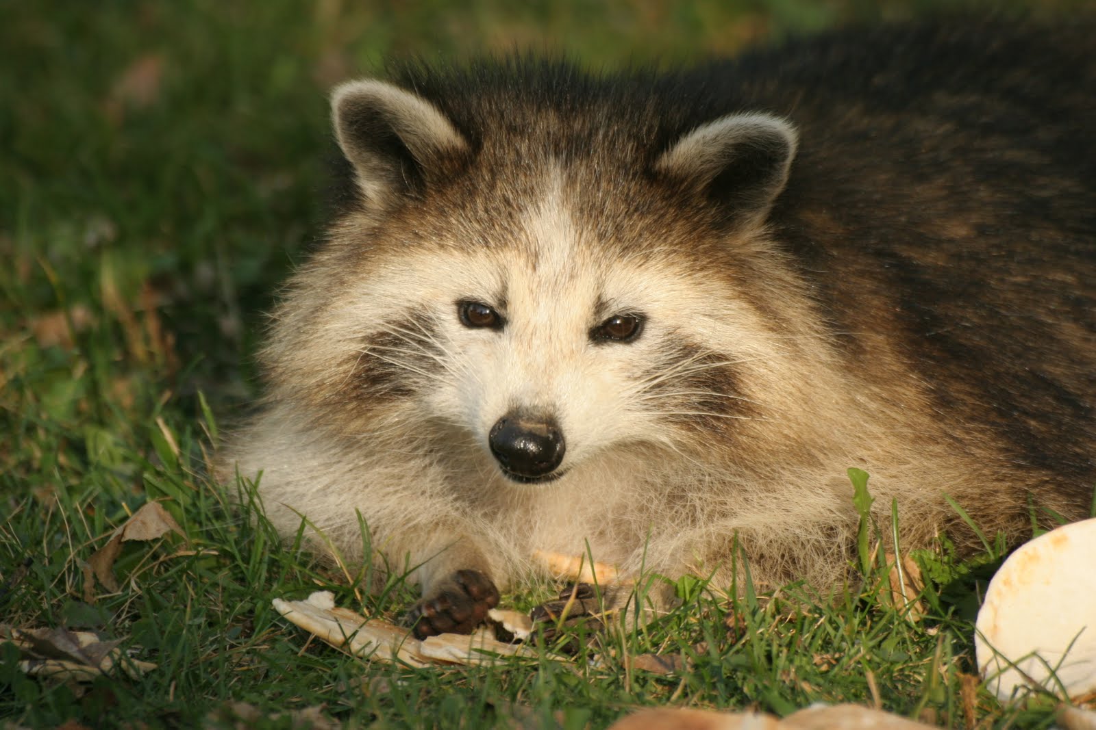 Thoughts and things: A special raccoon