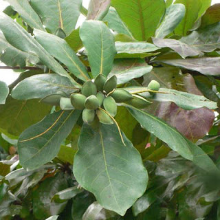 maite ikaran: Badamier (almendro de playa)