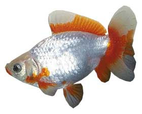 amante de los goldfish