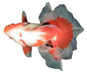 amante de los goldfish: tosakin