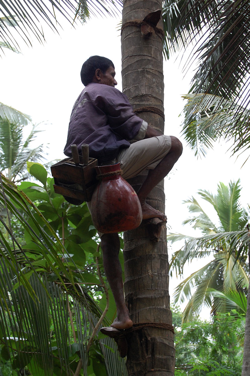 Charlie in Sri Lanka: Toddy Tapping