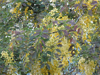 jayanath warusavitarana: Sri Dalada Maligawa - Temple of the Tooth ...