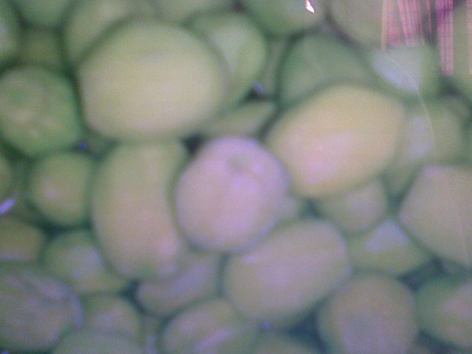 PAK ALI FOOD INDUSTRIES (KL/S'NGOR 01139018828): JERUK MADU PAK ALI ...