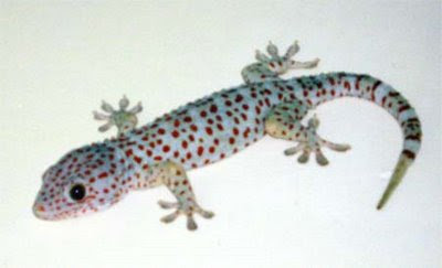 Bos Tokek: TENTANG TOKEK