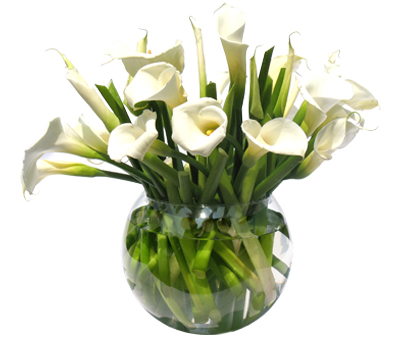 IMAGENES DE FLOR DE ALCATRAZ - Imagui