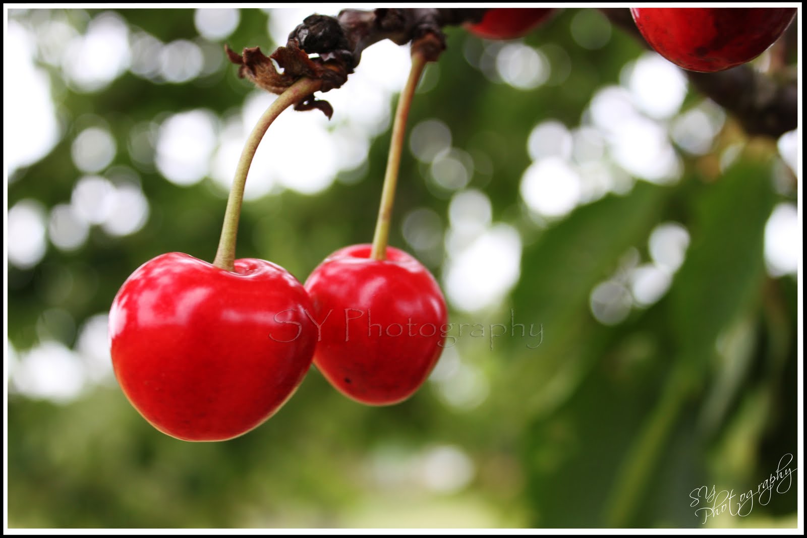 Scenery - Fruits | Photo Taking