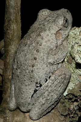 The Nature of Robertson: Tree Frog and Orb-weaver Spiders today.