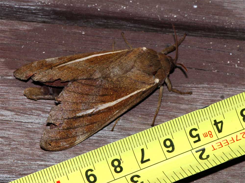 The Nature of Robertson: Swift Moths and a large grey and orange moth