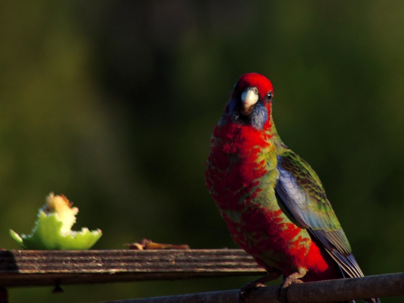 The Nature of Robertson: Less Common birds at the Feeder Table