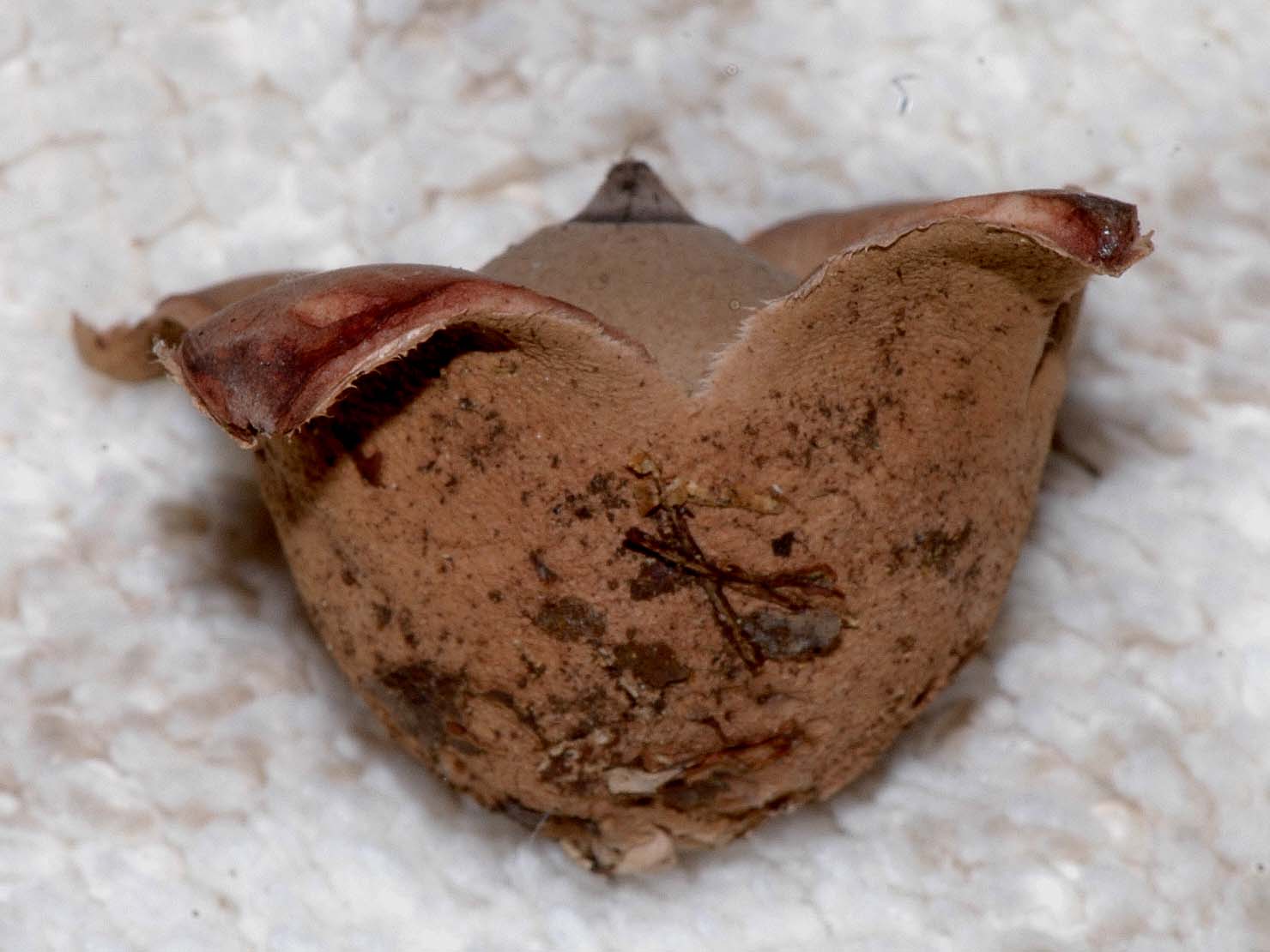 The Nature of Robertson: Earth Star Fungus (Geastrum)