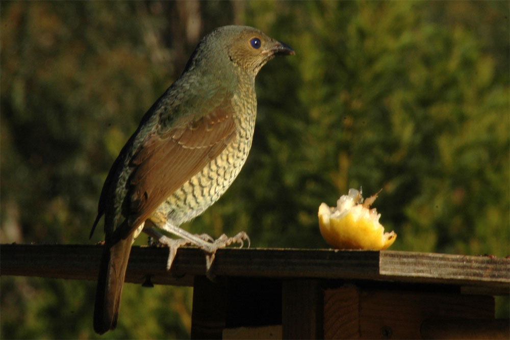 The Nature of Robertson: Satin Bowerbirds in all their Glory