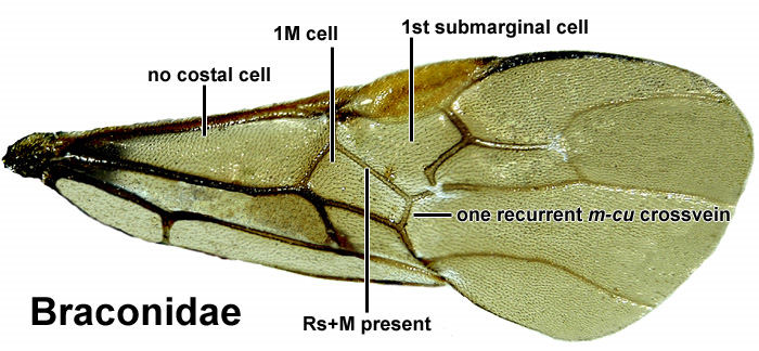 The Nature of Robertson: "Mosura" flew to my rescue