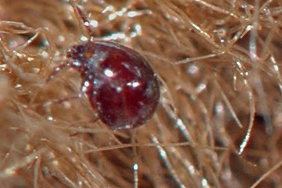 The Nature of Robertson: Minute Creatures (Mighty Mites)