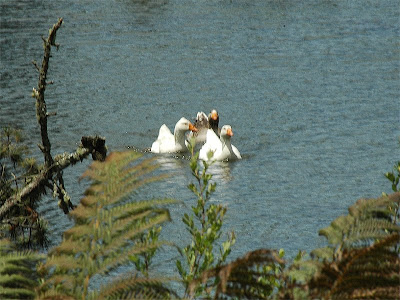 The Nature of Robertson: Water loving birds in Robertson