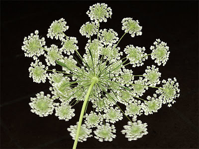 The Nature of Robertson: Queen Anne's Lace - another umbel study.