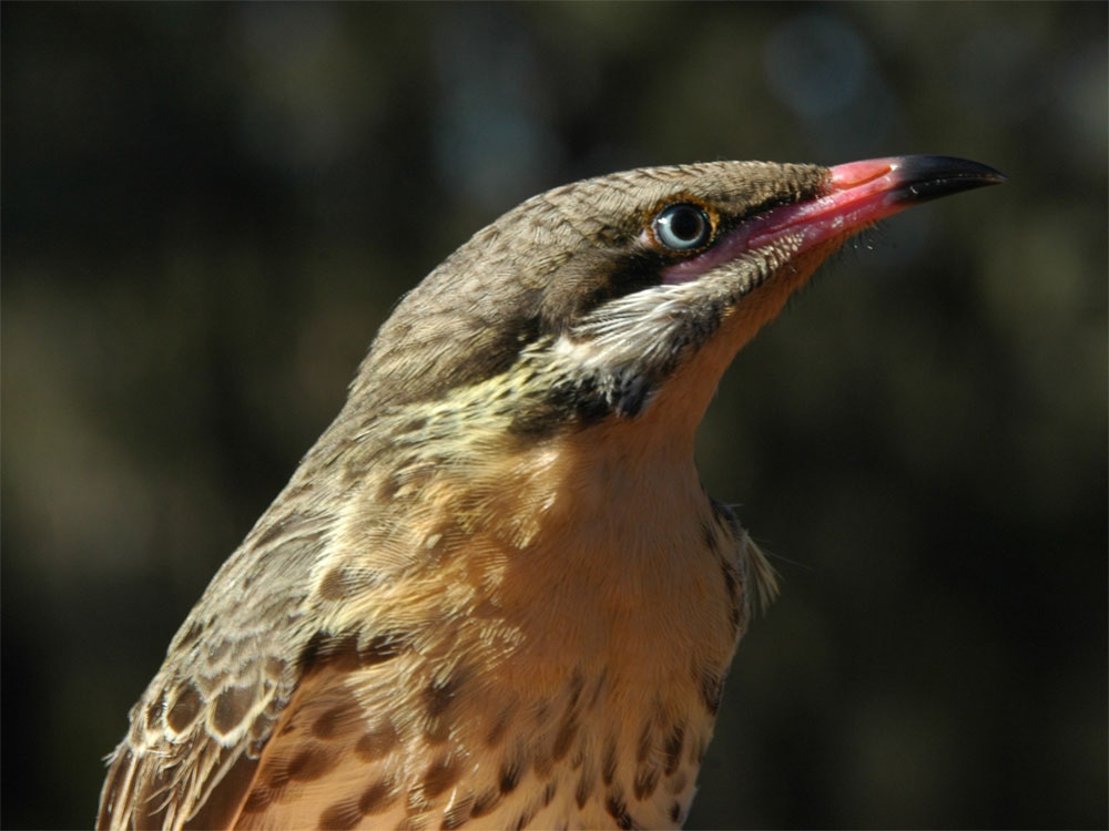The Nature of Robertson: Birds of West Wyalong, NSW