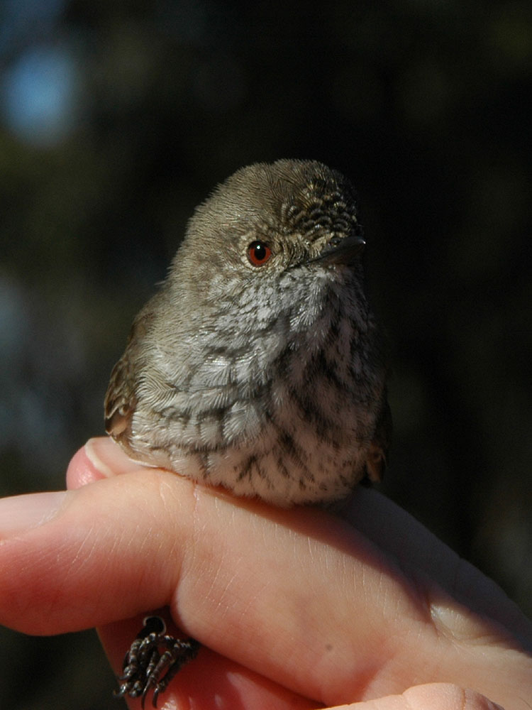 The Nature of Robertson: Birds of West Wyalong, NSW