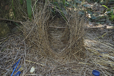 The Nature of Robertson: Satin Bowerbird and Bower