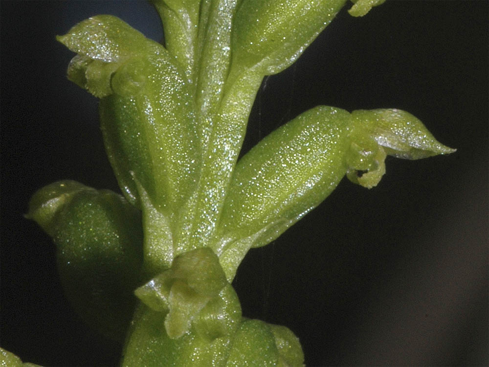 The Nature of Robertson: November 2009