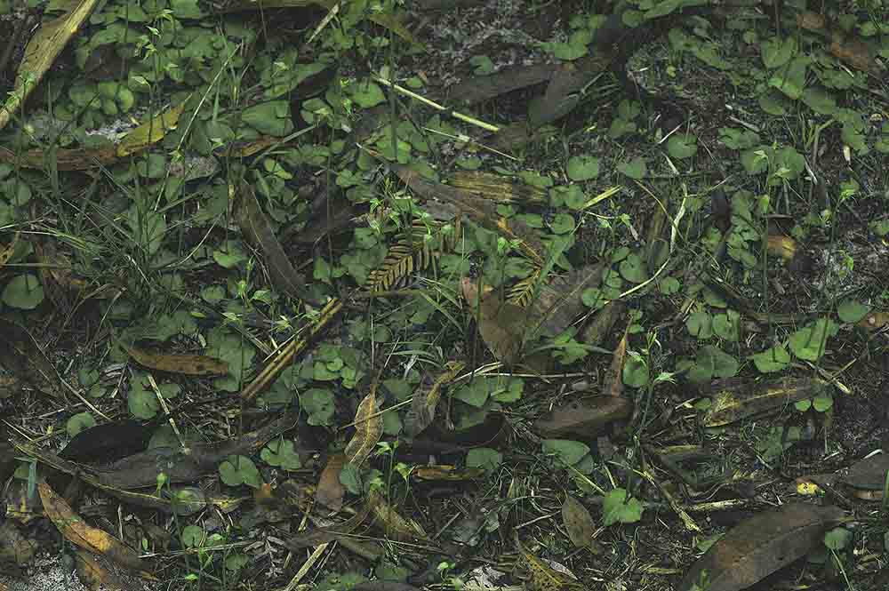 The Nature of Robertson: "Helmet Orchids" - Corybas aconitiflorus