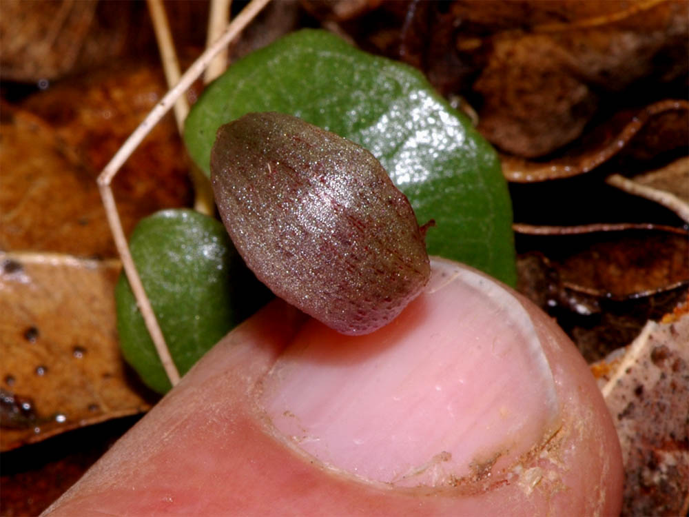 The Nature of Robertson: June 2010