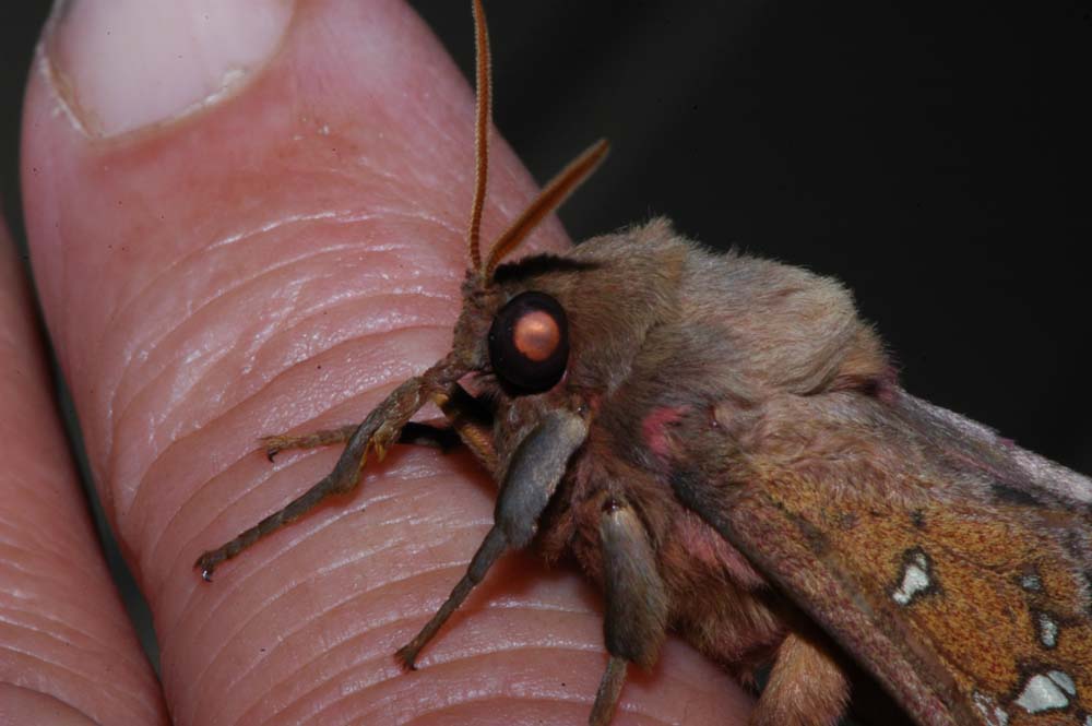 The Nature of Robertson: June 2010