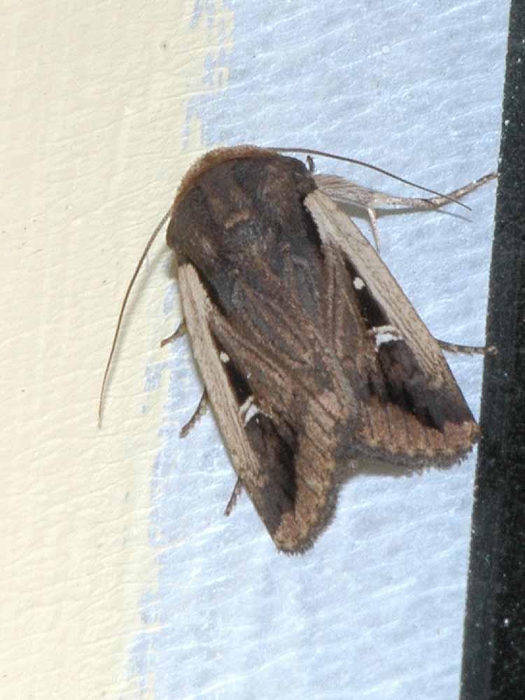 The Nature of Robertson: July 2010