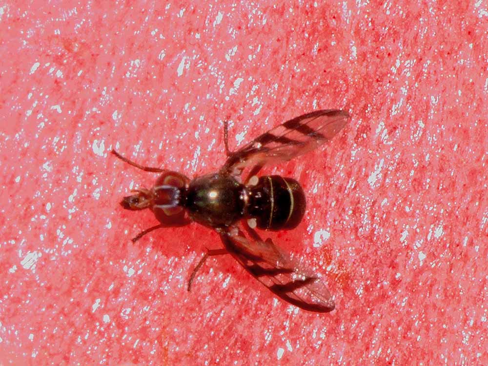 The Nature of Robertson: July 2010