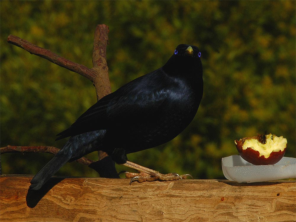 The Nature of Robertson: Blue Bird (Male Satin Bowerbird)