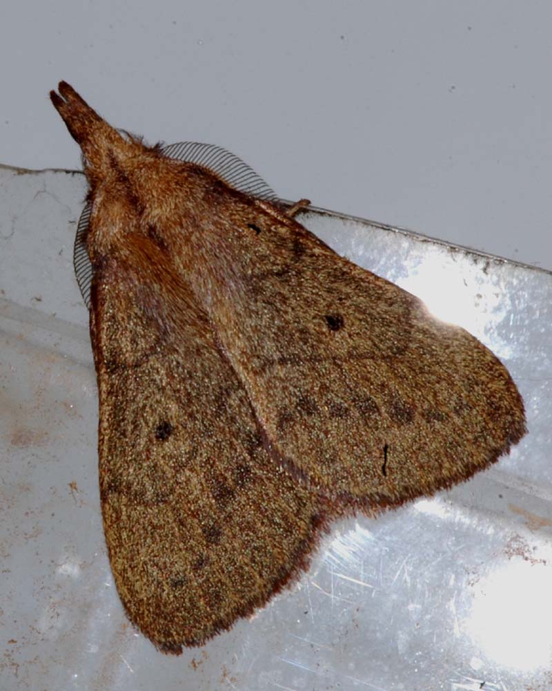 The Nature of Robertson: August 2010