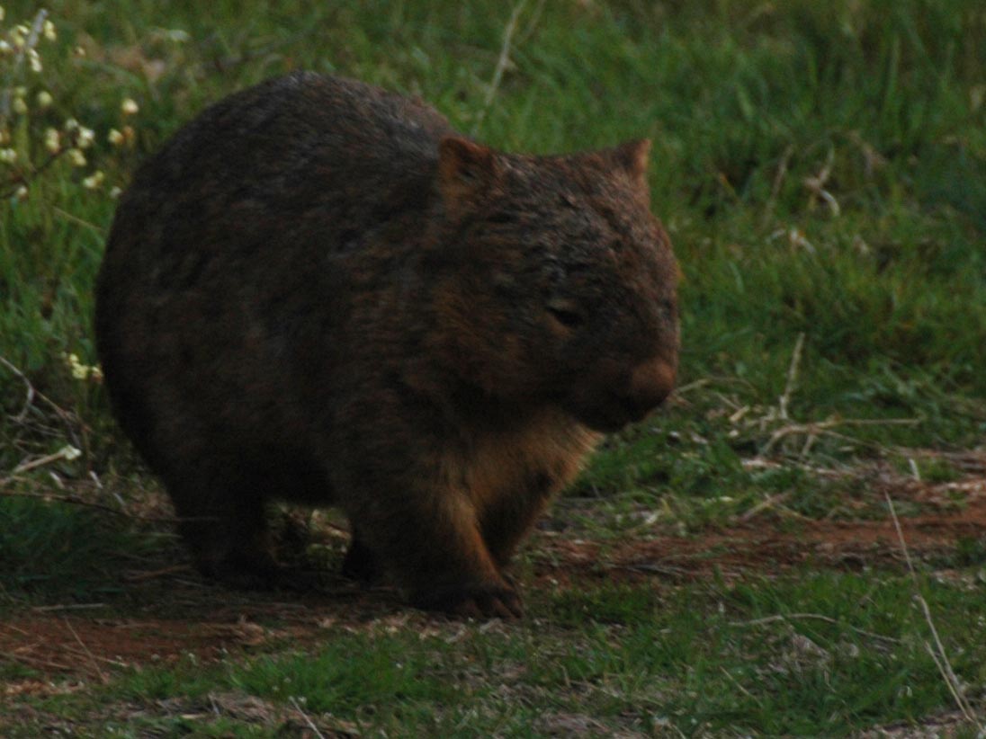 The Nature of Robertson: A Wombat in my late afternoon