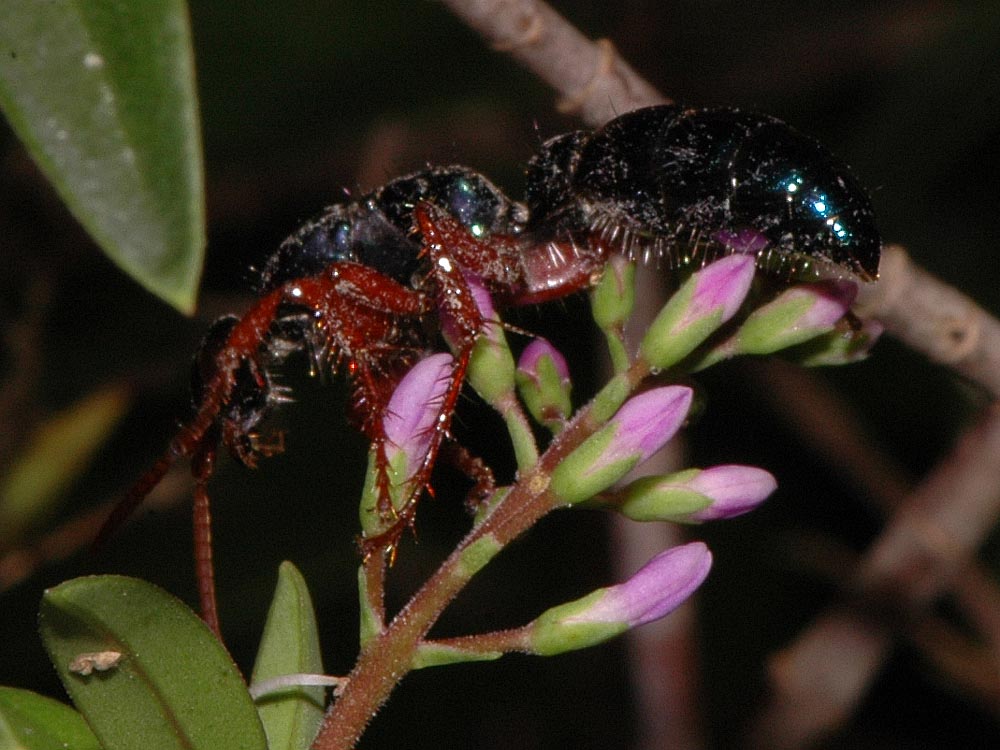 The Nature of Robertson: "Blue Ant" is not an "Ant"