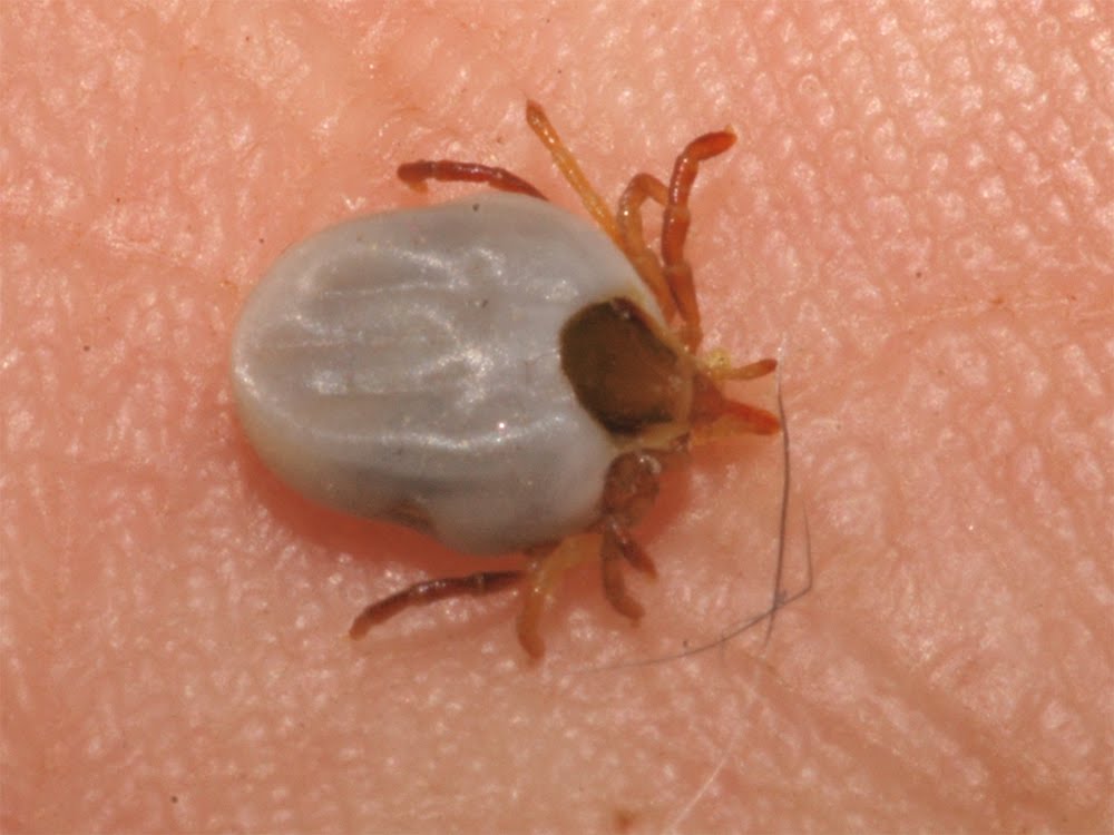 The Nature of Robertson: 2010