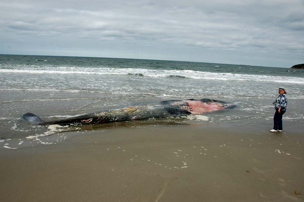 The Nature of Robertson: 2010